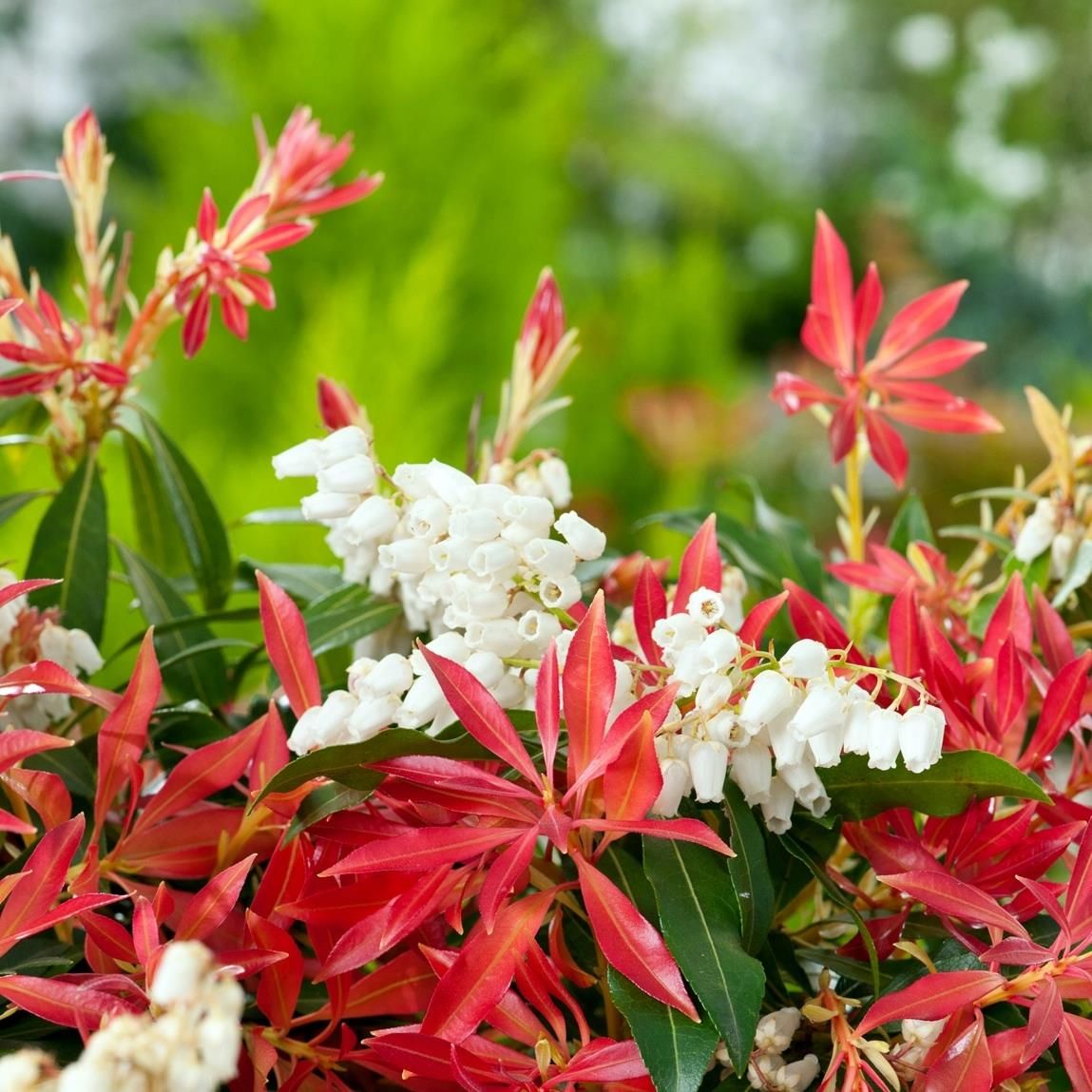 Pieris Japonica Forest Flame Pieris Japoński - Ceny i opinie - Ceneo.pl