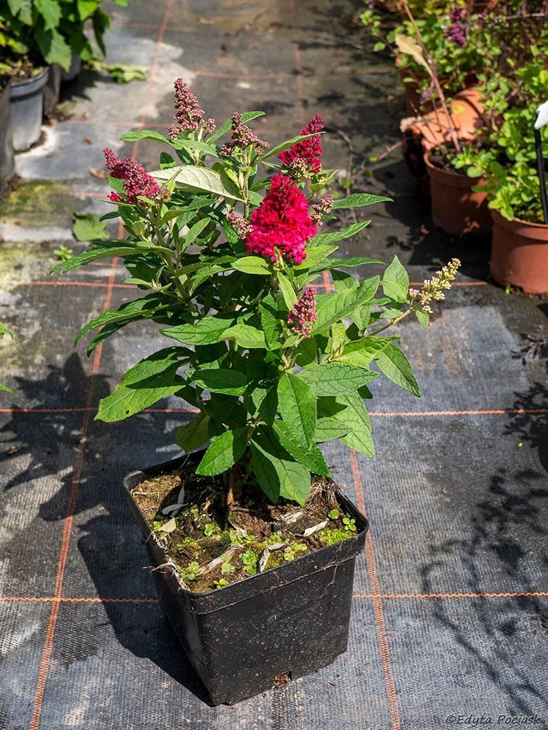 Budleja Dawida Butterfly Candy Little Ruby Niska - Ceny i opinie - Ceneo.pl