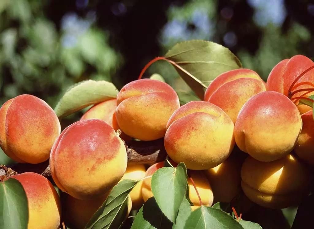 Morela Harcot Sadzonki Drzewka Owocowe Balot - Ceny i opinie - Ceneo.pl