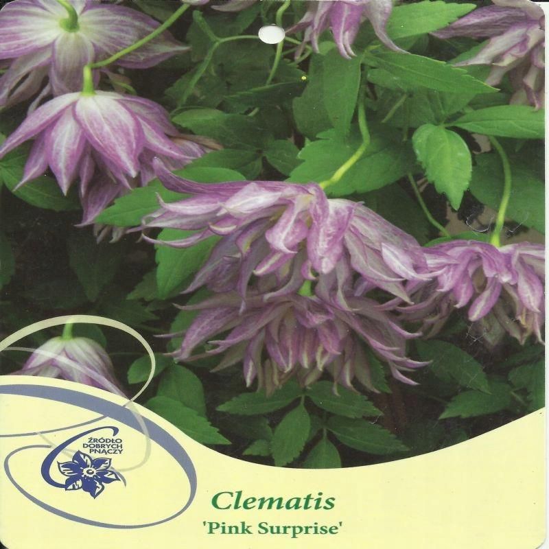 Clematis Pink Suprise Grupa Atragene 2L - Ceny i opinie - Ceneo.pl