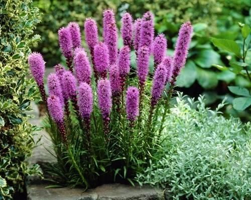 Liatra Kłosowa Kobold Liatris Spicata P9 - Ceny i opinie - Ceneo.pl