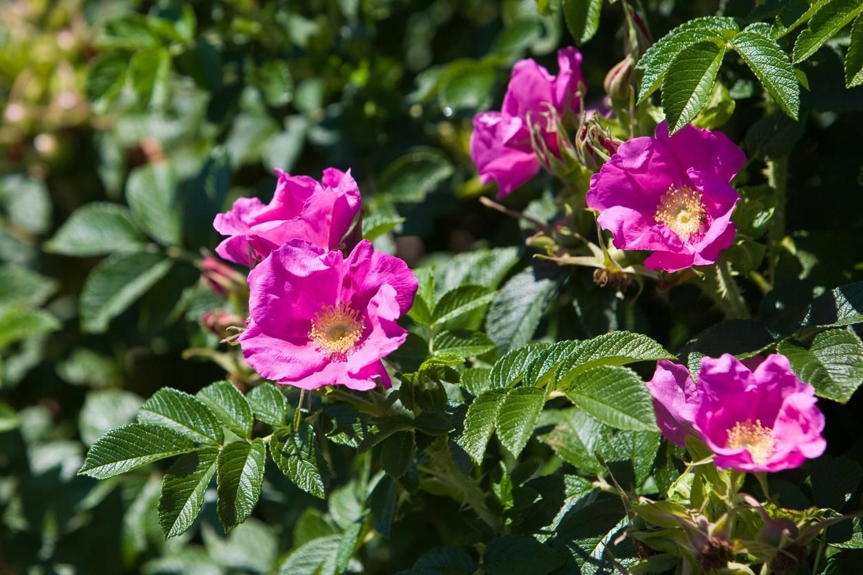 Róza Rosa Rugosa Rotees Mern Pachnące Duże Kwiaty - Ceny i opinie ...