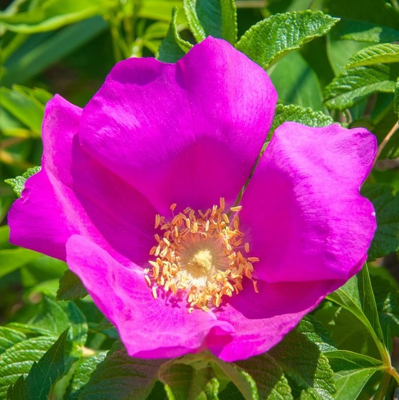 Róza Rosa Rugosa Rotees Mern Pachnące Duże Kwiaty - Ceny i opinie ...