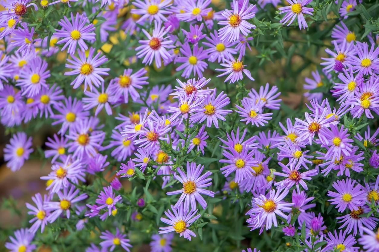 Aster Nowobelgijski Magic Lavender Zjawiskowy - Ceny i opinie - Ceneo.pl