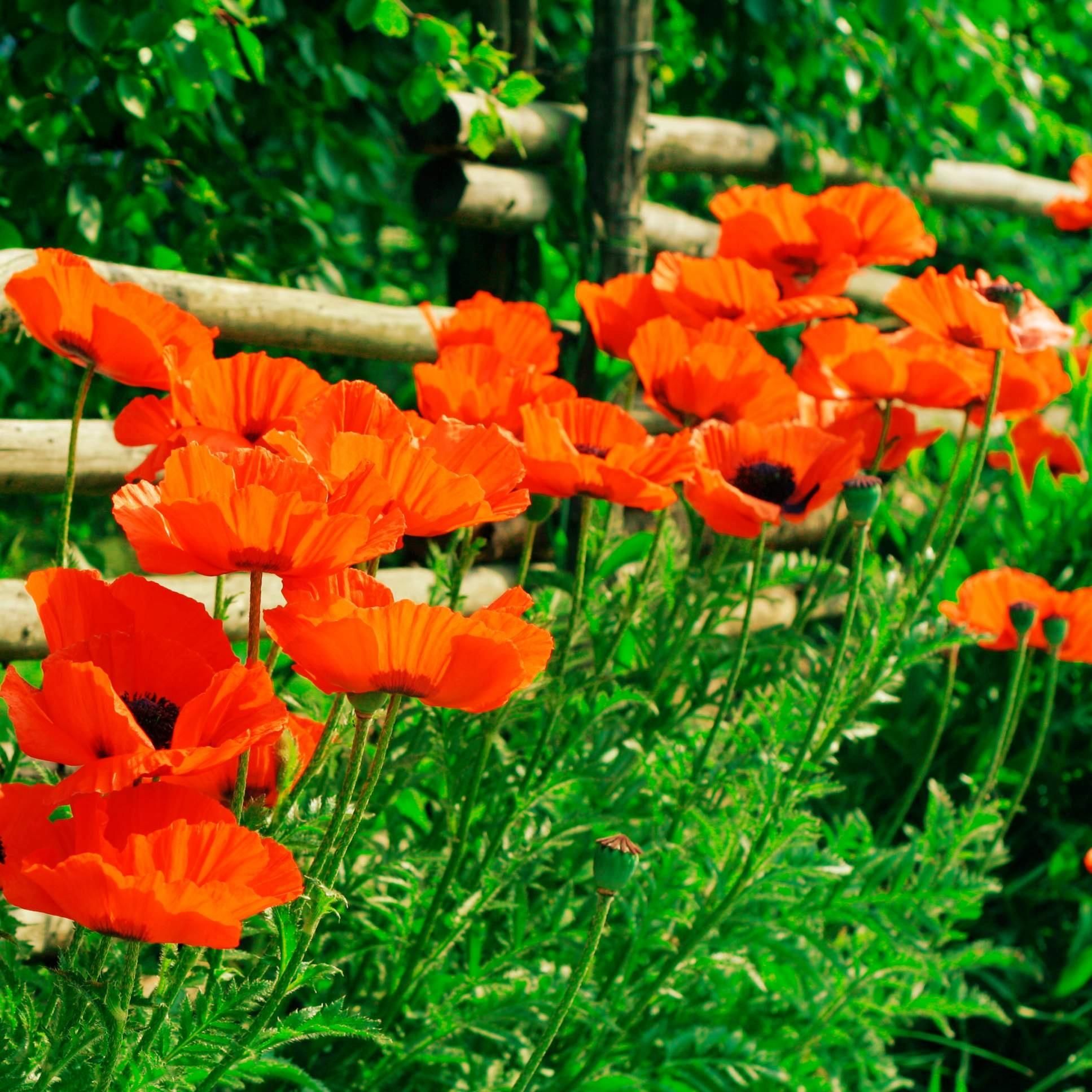 Mak Wschodni Pomarańczowy Piękny Duże Sadzonki - Ceny i opinie - Ceneo.pl