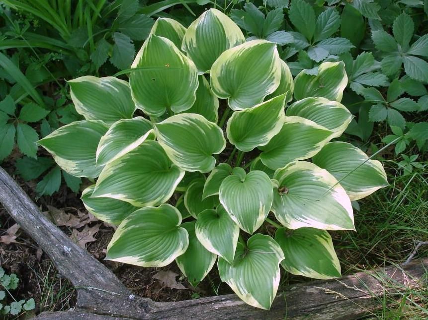 Funkia Hosta Memories Of Dorothy W Doniczce - Ceny i opinie - Ceneo.pl