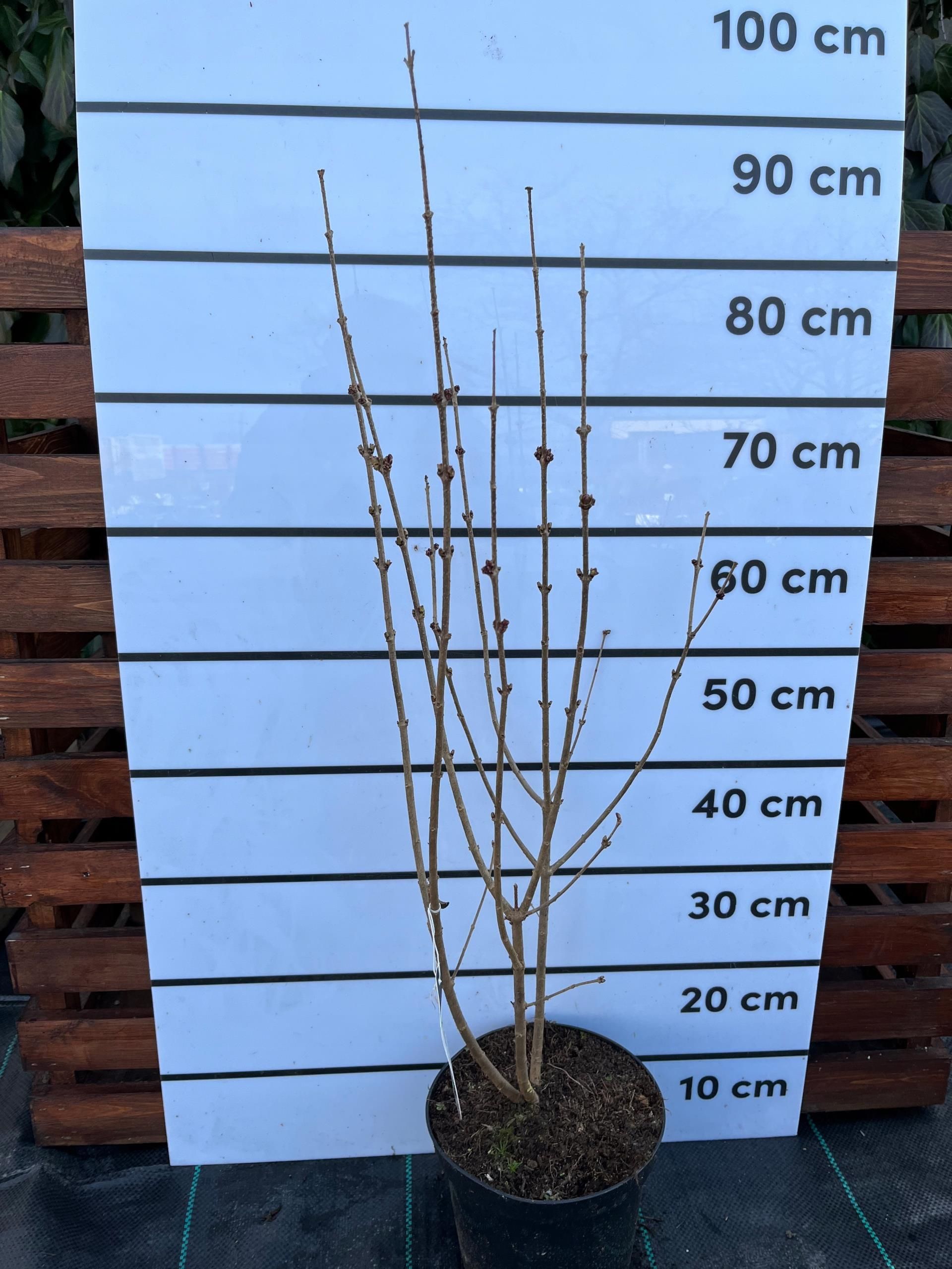 Lilak Meyera Palibin Bez 80cm Miniaturowy - Ceny i opinie - Ceneo.pl