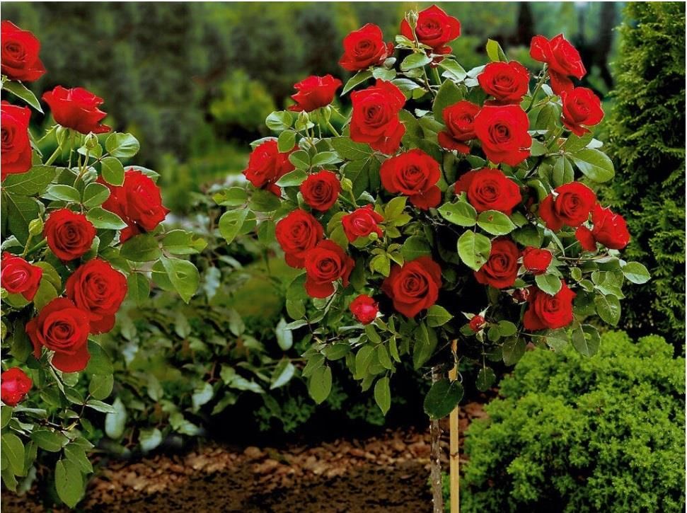 Róża Na Pniu Czerwona Bordowa 130Cm Xxl Pienna - Ceny i opinie - Ceneo.pl