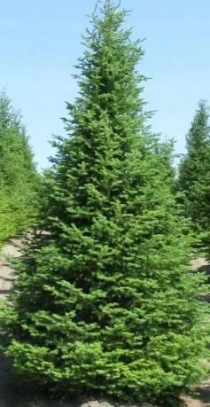 Świerk Pospolity Sadzonka Doniczce Choinka Picea - Ceny i opinie - Ceneo.pl
