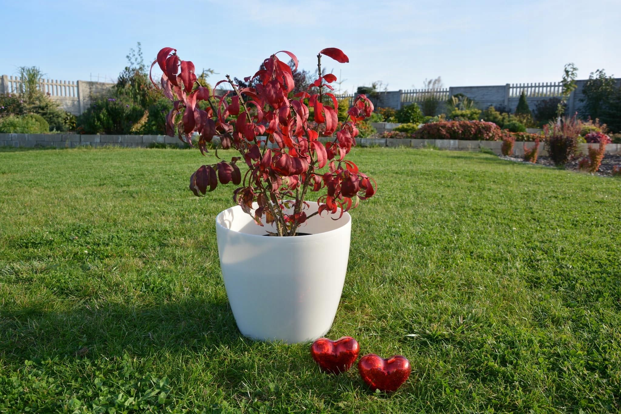 Trzmielina Little Moses Odom Płonący Krzew - Ceny i opinie - Ceneo.pl