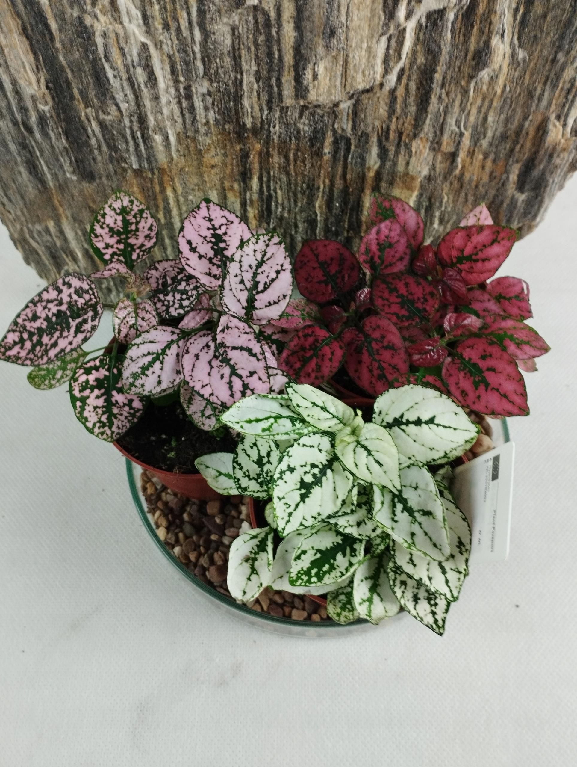 Niedośpian Hypoestes Mix 3szt. - Ceny i opinie - Ceneo.pl