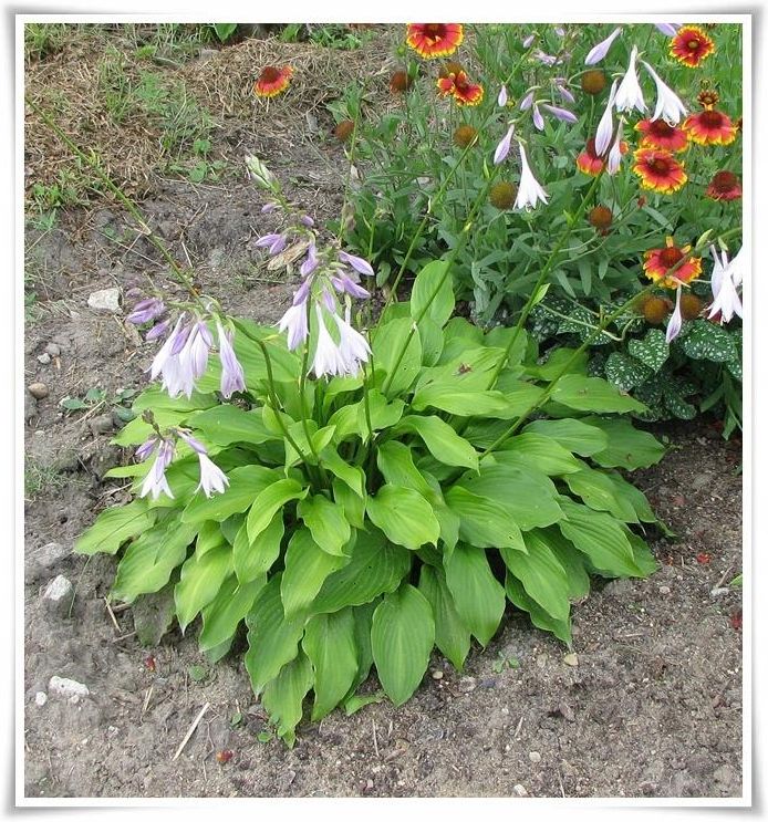 Funkia sina - Ceny i opinie - Ceneo.pl