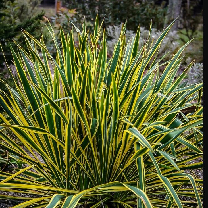 Yucca Bright Edge - Ceny i opinie - Ceneo.pl