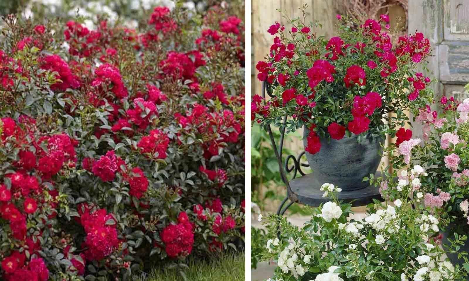 Róża Red Fairy Moredfar - Ceny i opinie - Ceneo.pl