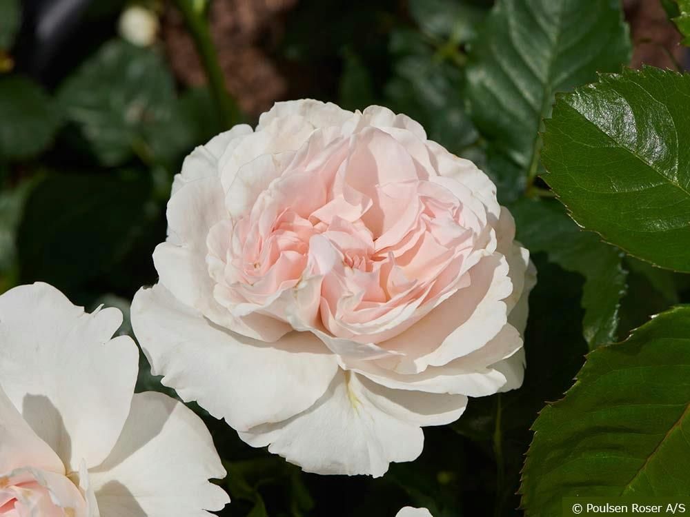 Róża Anna Ancher Renaissance - Ceny i opinie - Ceneo.pl