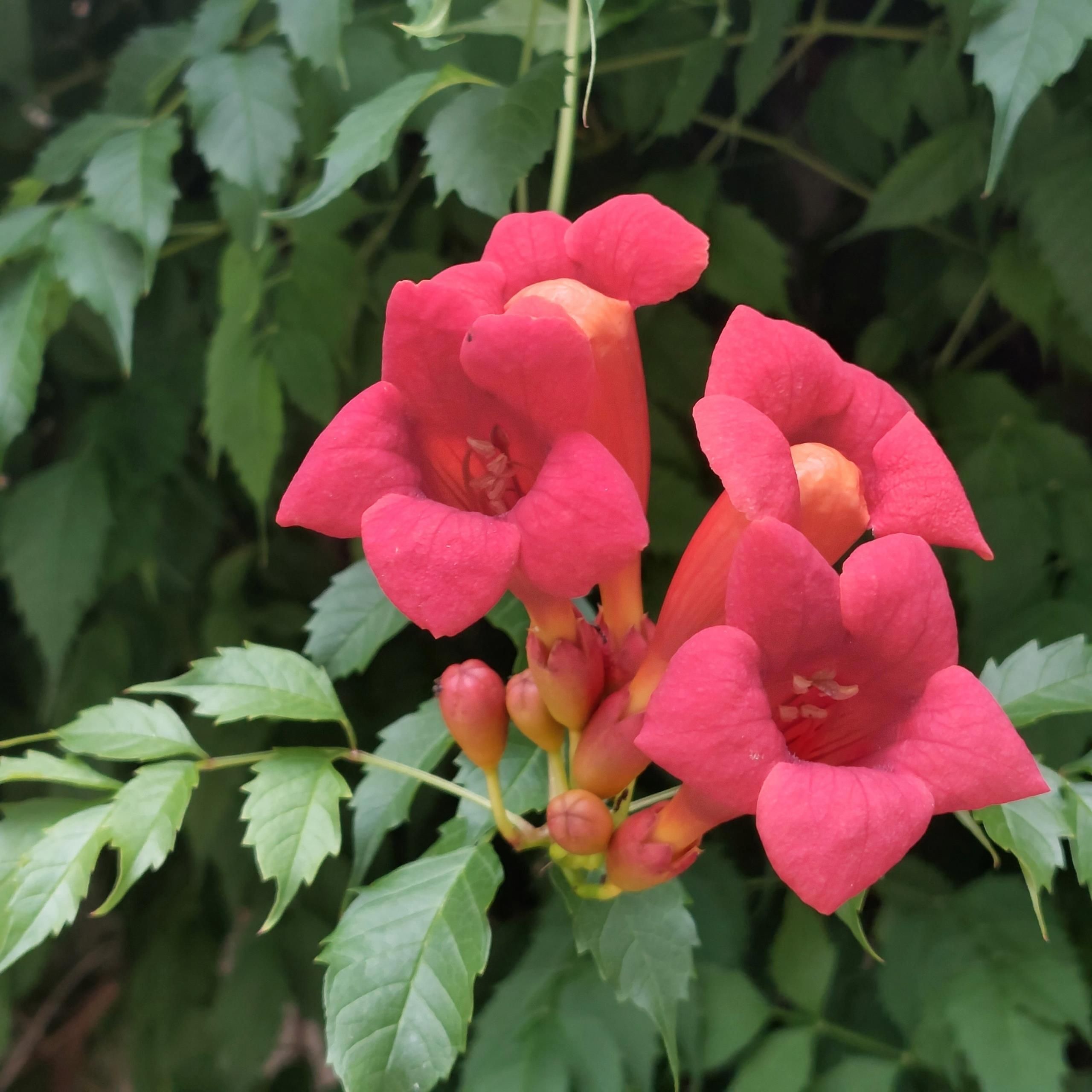 Milin amerykański Gabor - Ceny i opinie - Ceneo.pl
