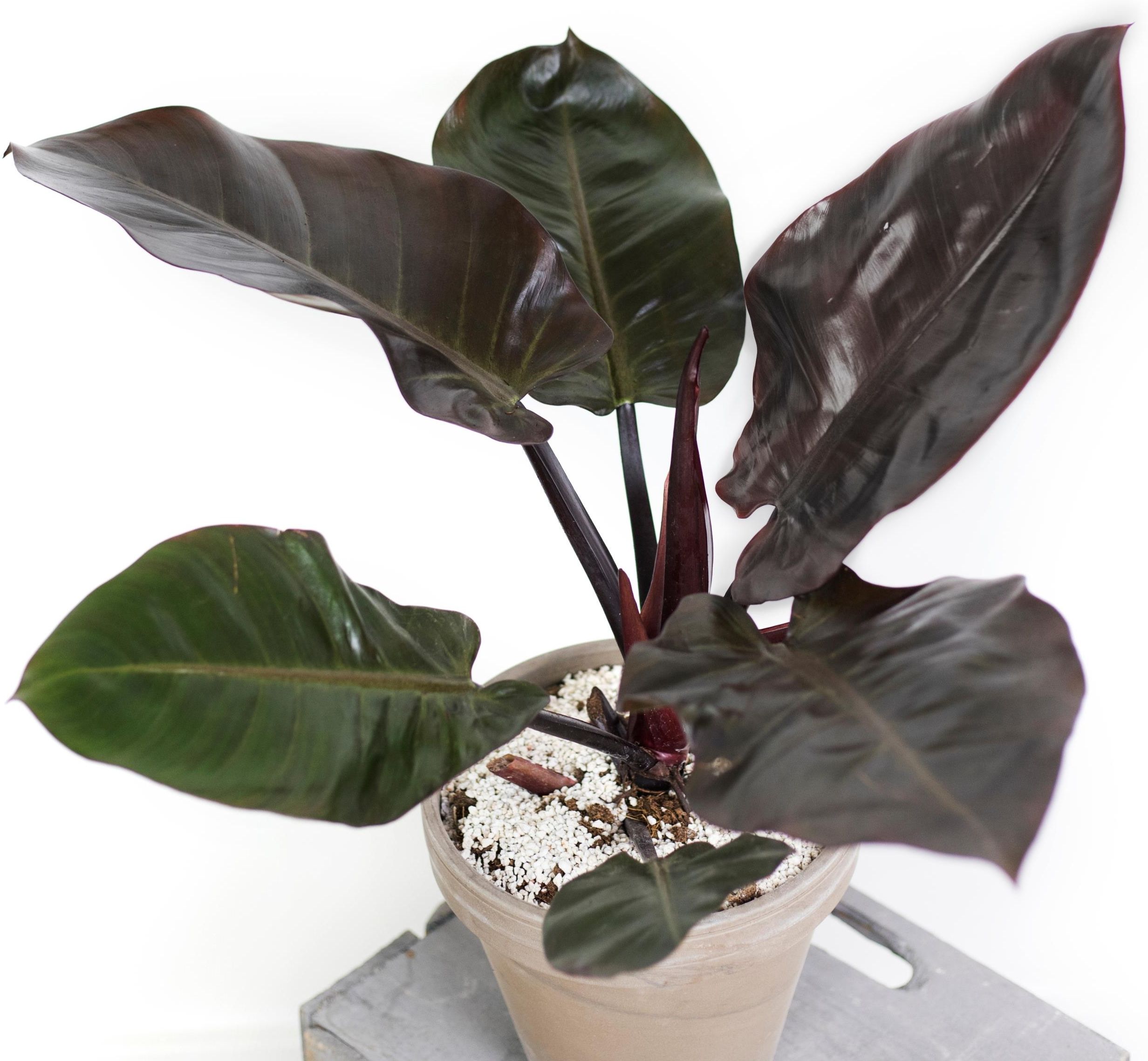 Philodendron Black Cardinal - Ceny i opinie - Ceneo.pl