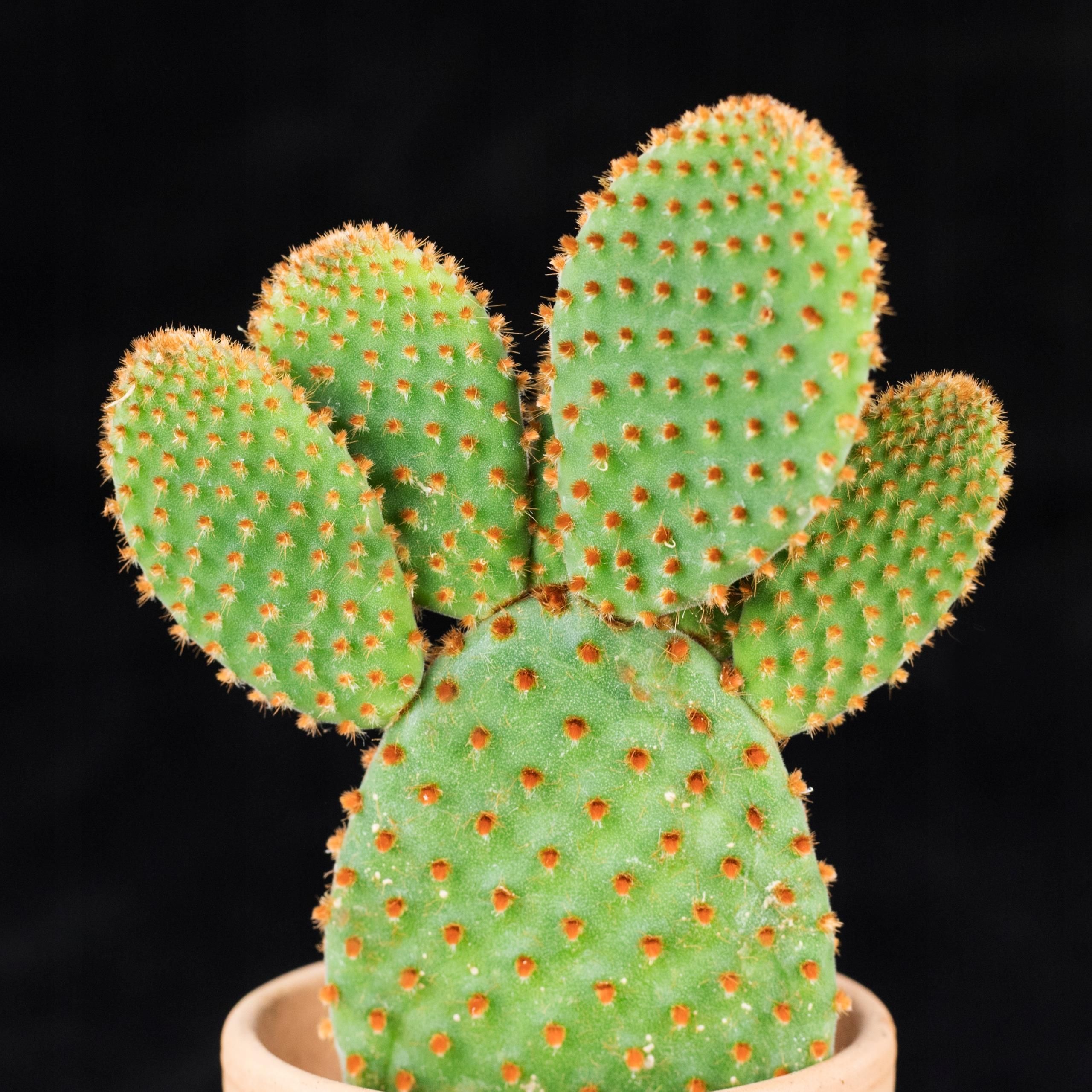 Opuntia microdasys var. rufida - Ceny i opinie - Ceneo.pl