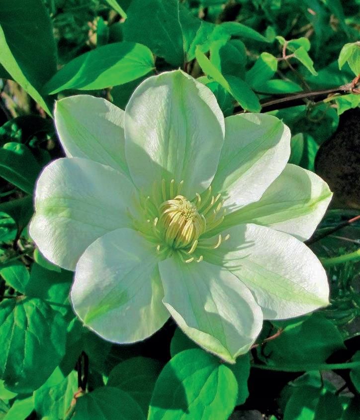 Clematis Guernsey Cream - Ceny i opinie - Ceneo.pl