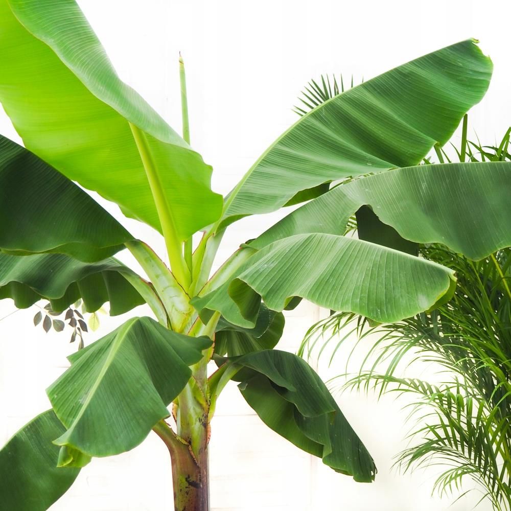 Bananowiec Musa Tropicana Banan - Ceny i opinie - Ceneo.pl