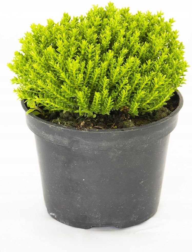 Hebe Green Globe zestaw sadzonek - Ceny i opinie - Ceneo.pl