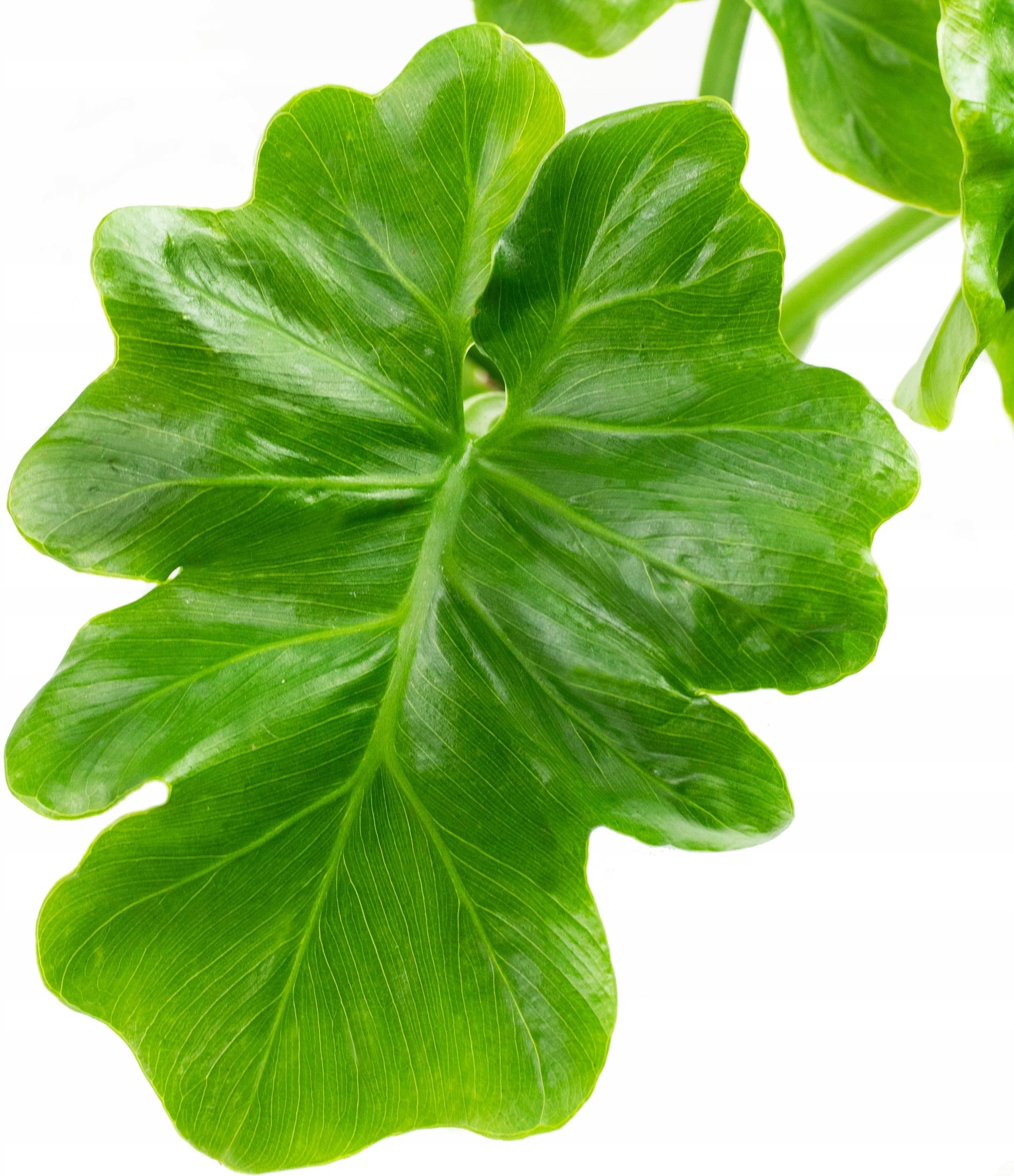 Philodendron Atom efektowna zieleń - Ceny i opinie - Ceneo.pl