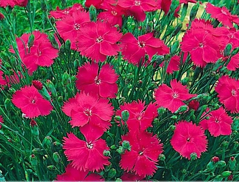 Goździk Siny Intensywnie - Ceny i opinie - Ceneo.pl