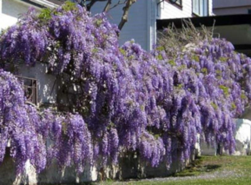 Glicynia Chińska Wisteria - Ceny i opinie - Ceneo.pl