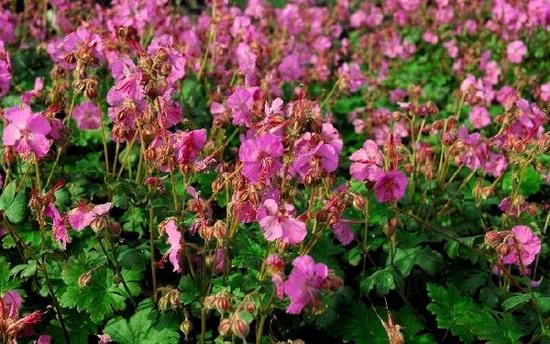 Bodziszek kantabryjski Cambridge - Ceny i opinie - Ceneo.pl