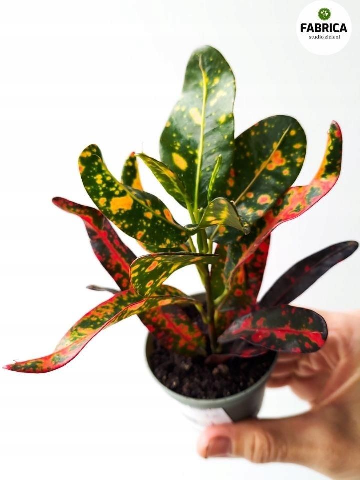 Codiaeum Variegata Bush and fire kroton - Ceny i opinie - Ceneo.pl