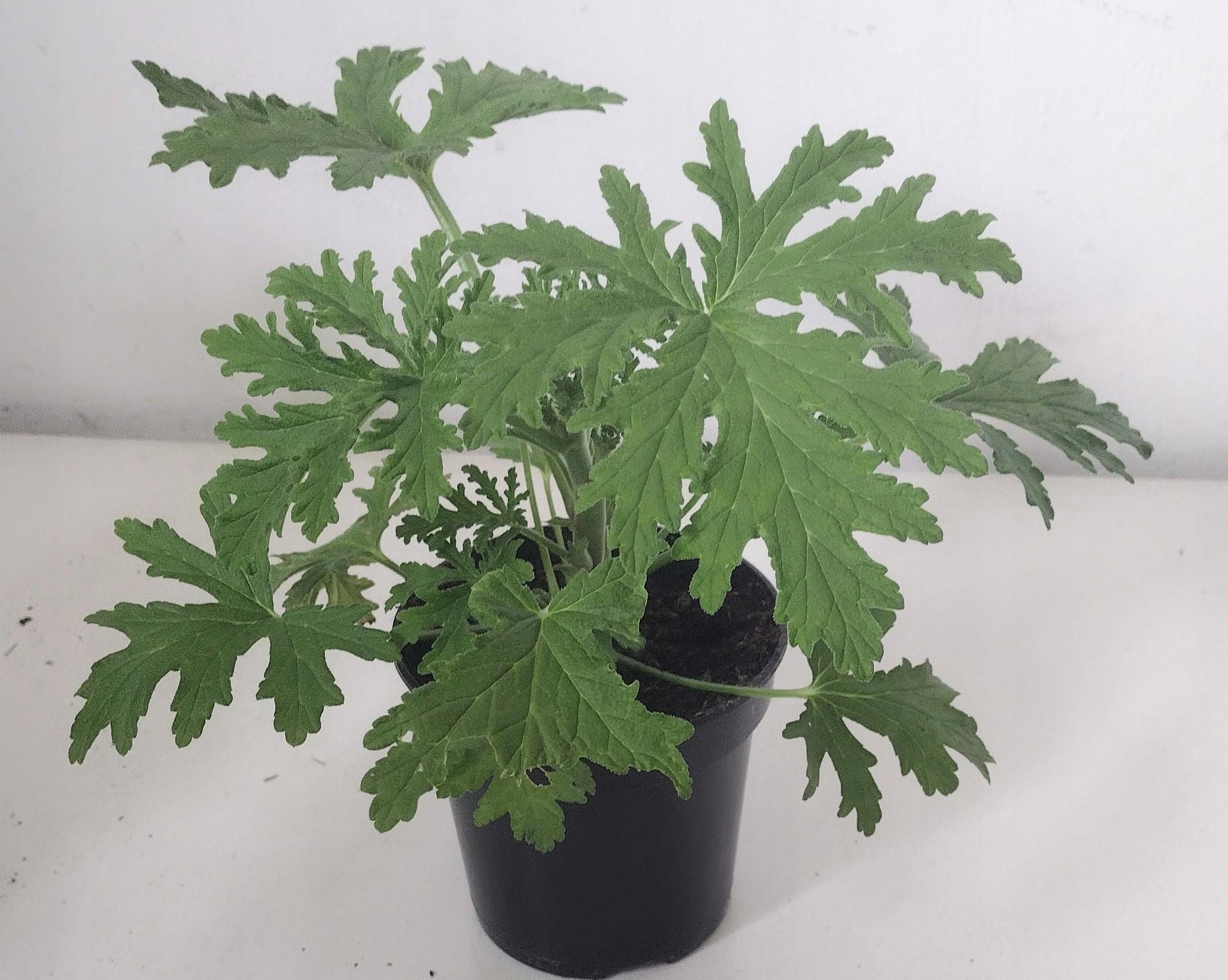 Geranium Eko Anginka - Ceny i opinie - Ceneo.pl