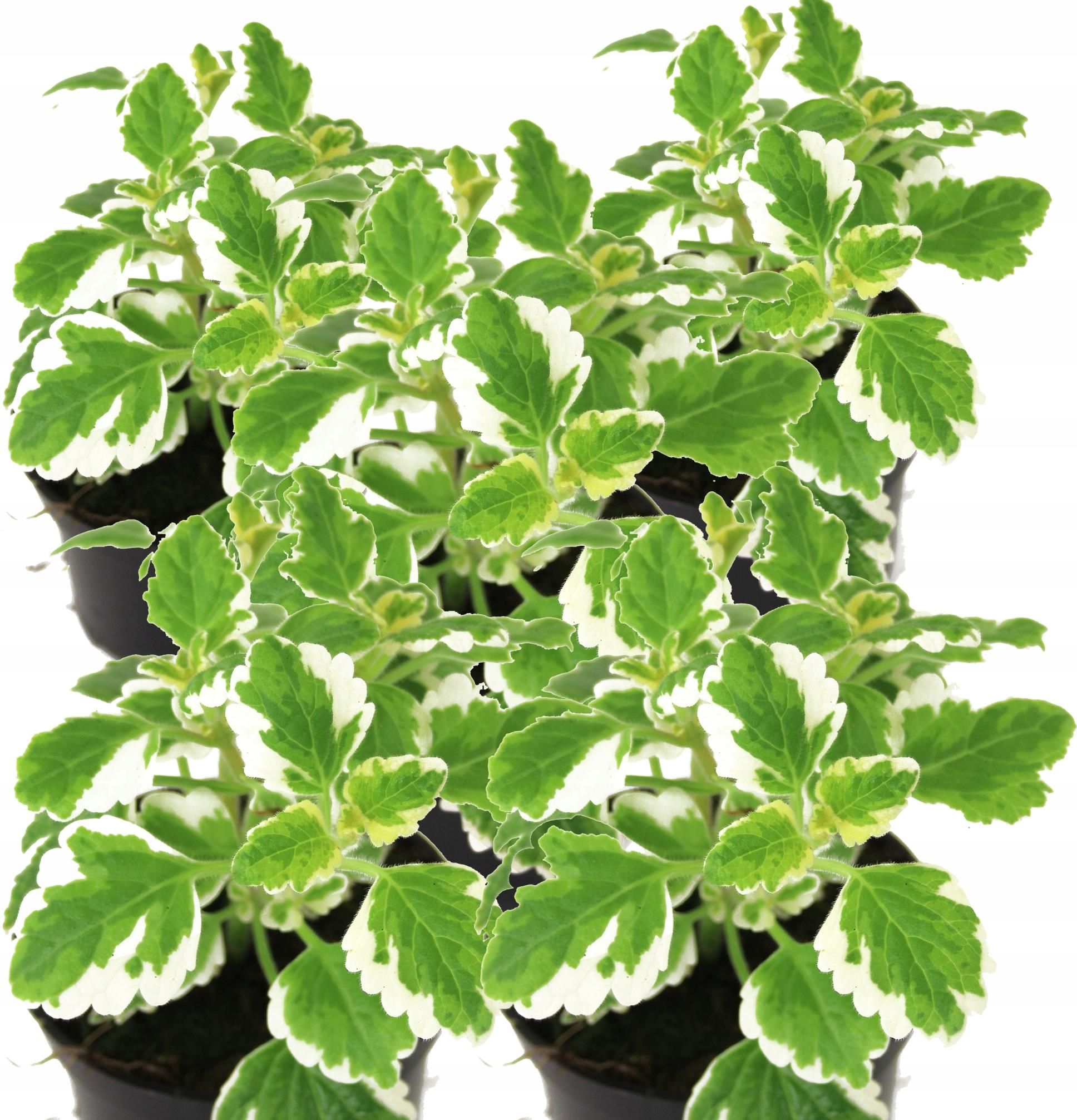 Plektrantus odstrasza komarzyca - Ceny i opinie - Ceneo.pl