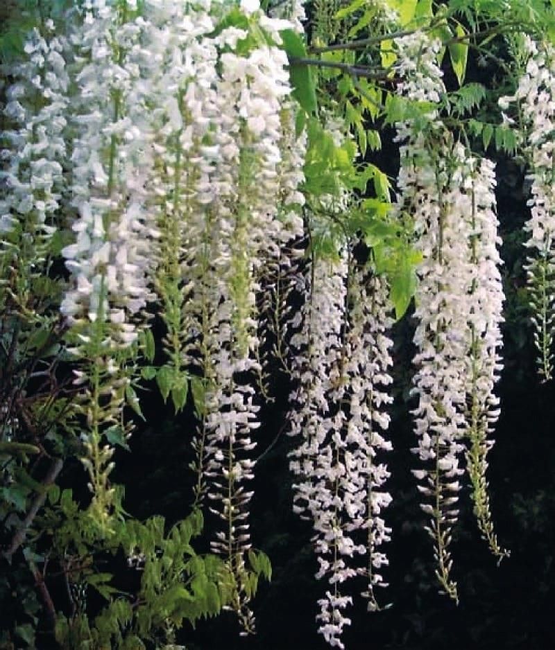 Glicynia (Wisteria) chińska Alba Wyjątkowa - Ceny i opinie - Ceneo.pl