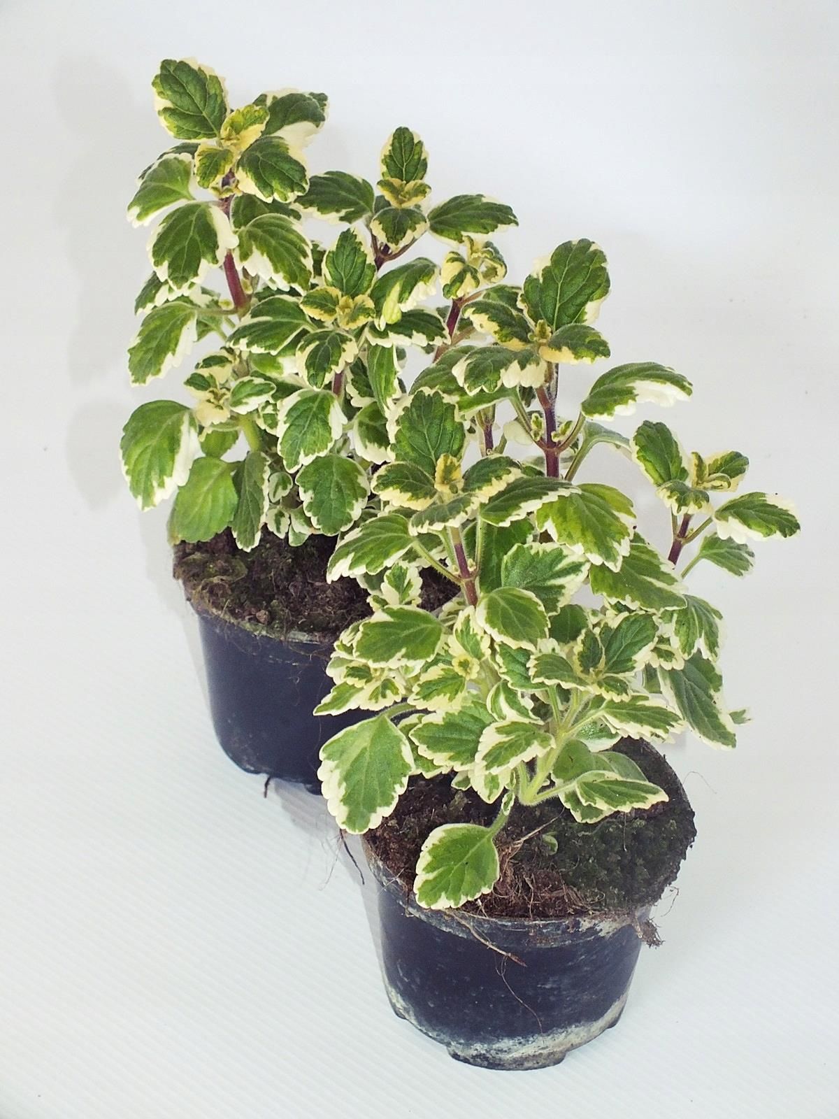 Komarzyca Plectranthus Plektrantus - Ceny i opinie - Ceneo.pl