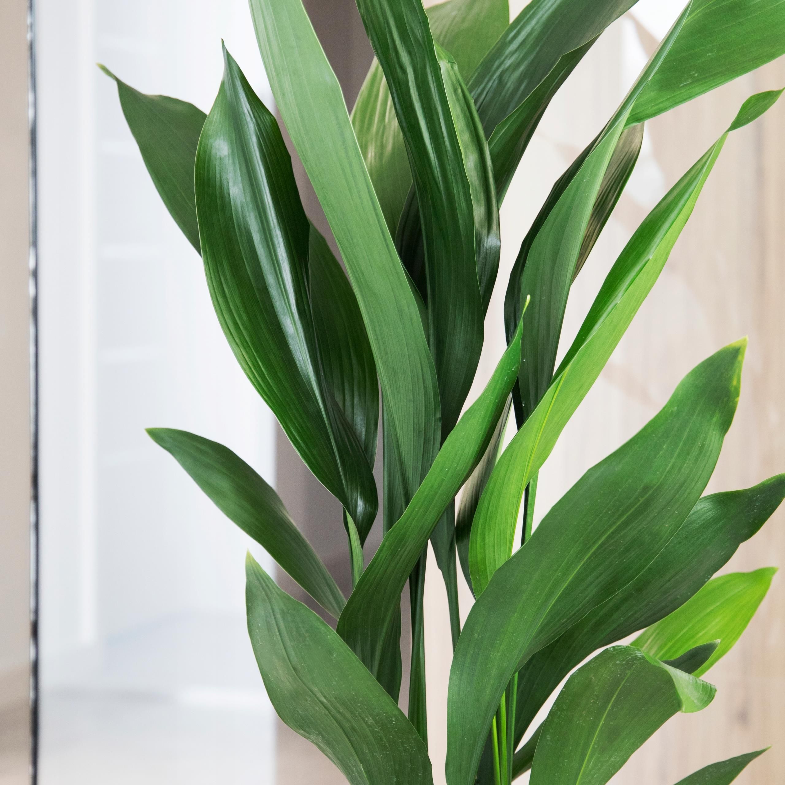 Aspidistra elatior - Ceny i opinie - Ceneo.pl