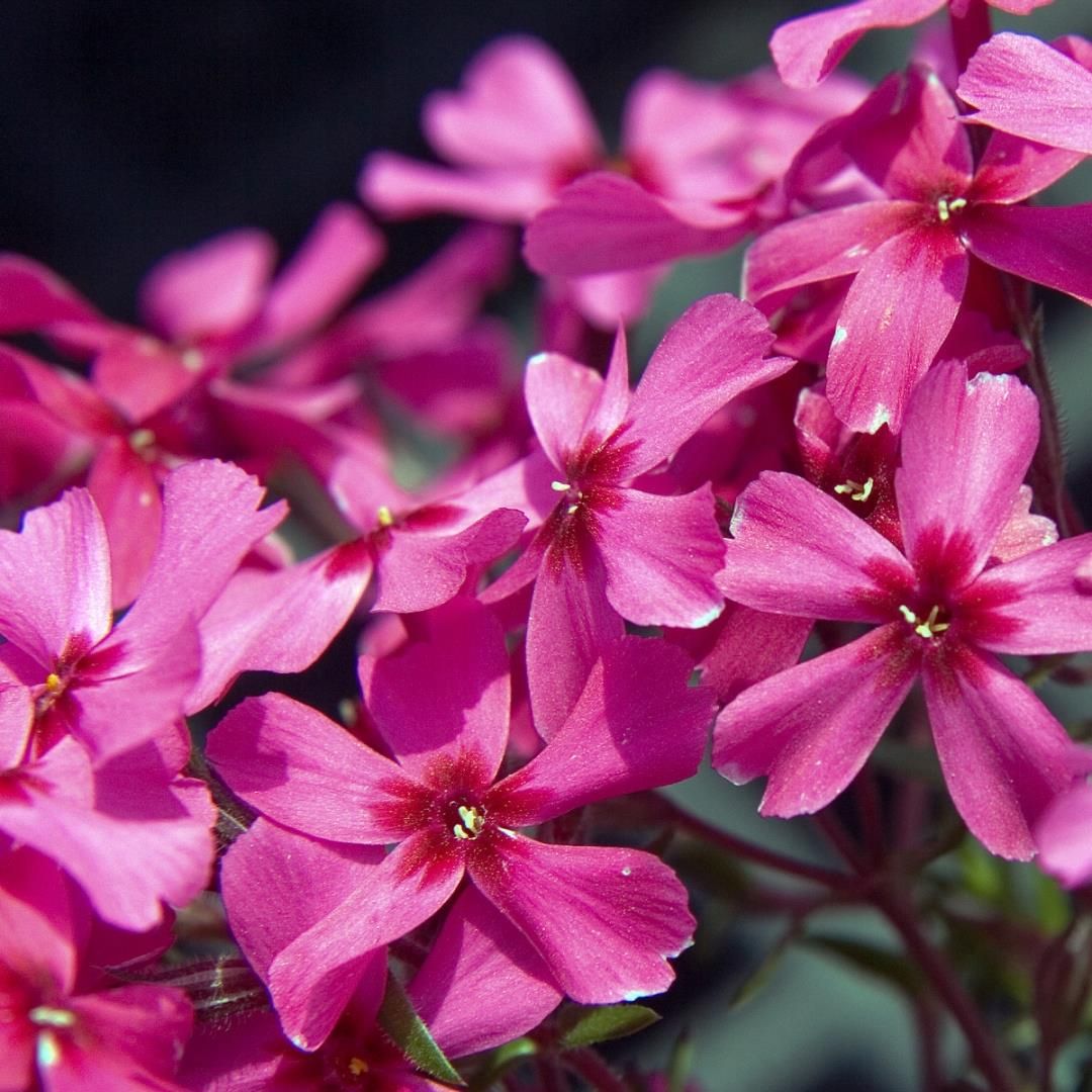 Floks szydlasty Scarlet Flame - Ceny i opinie - Ceneo.pl