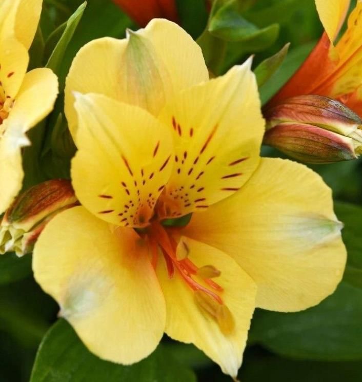 Alstroemeria Ogrodowa Spring Valley Alstremeria - Ceny i opinie - Ceneo.pl