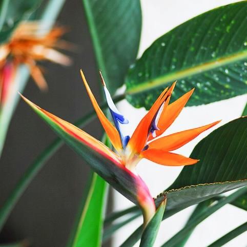 Rajski Ptak Strelitzia reginae - Ceny i opinie - Ceneo.pl