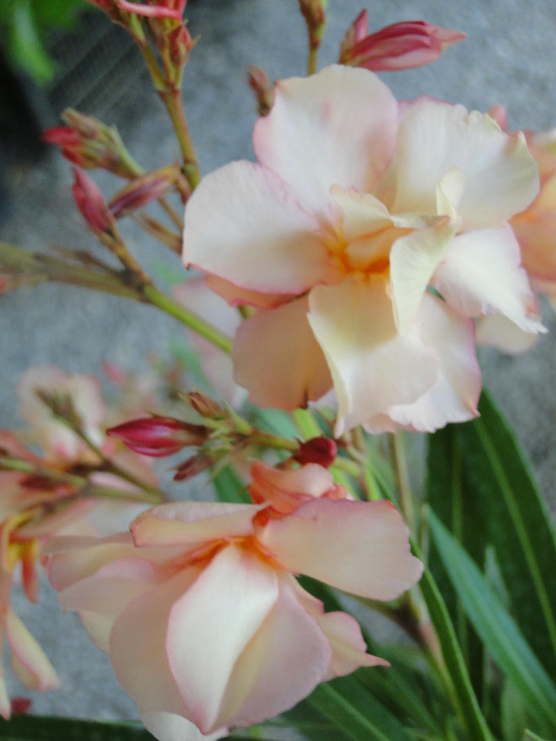 Oleander łososiowy pełny Provence - Ceny i opinie - Ceneo.pl