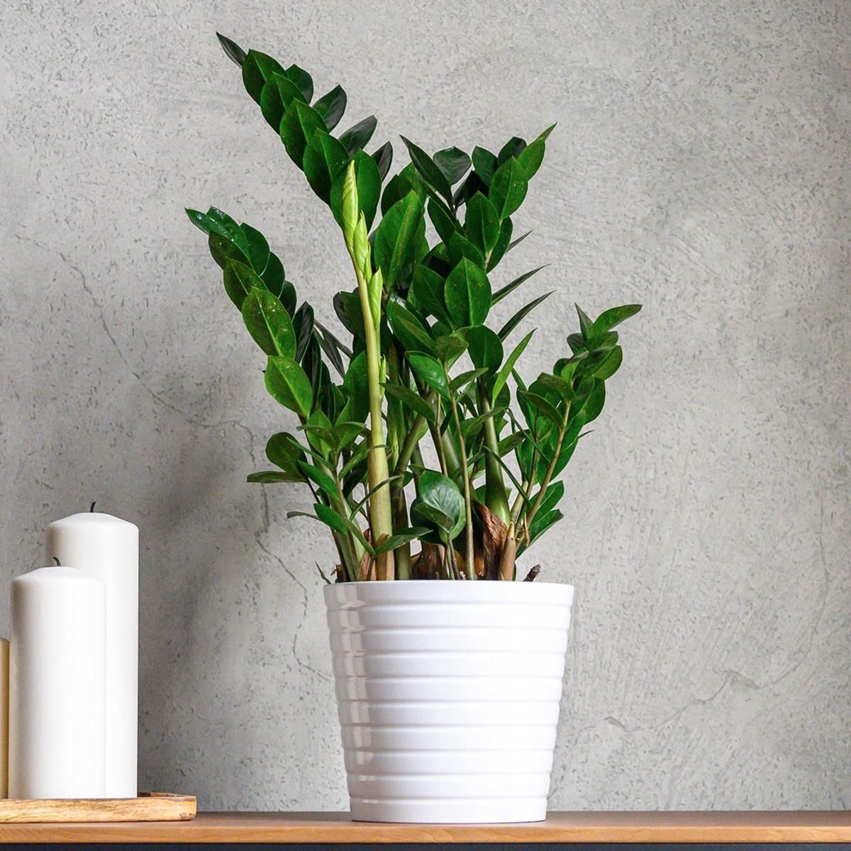 Zamiokulkas Zamia - Ceny i opinie - Ceneo.pl