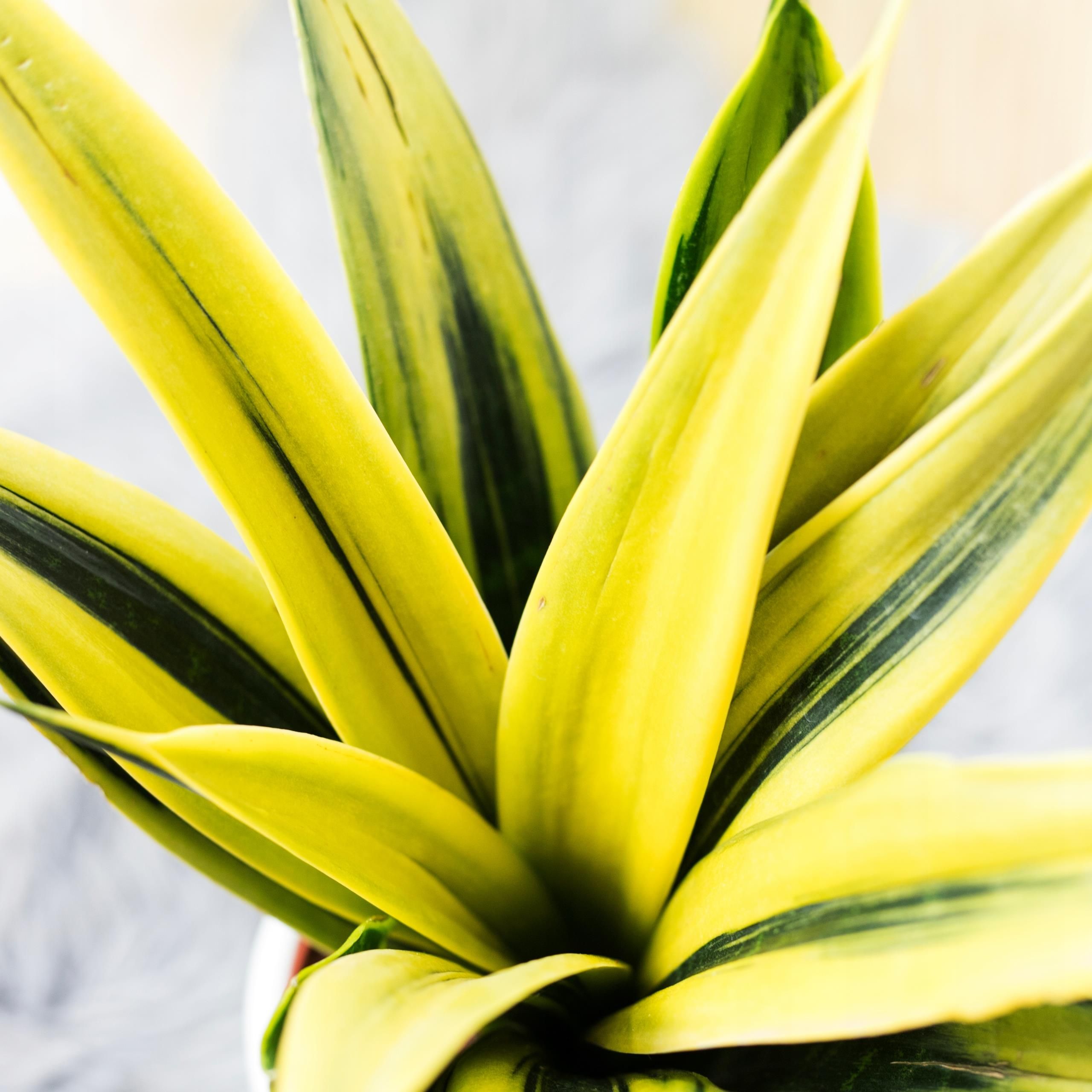 Sansevieria Golden Flame - Ceny i opinie - Ceneo.pl