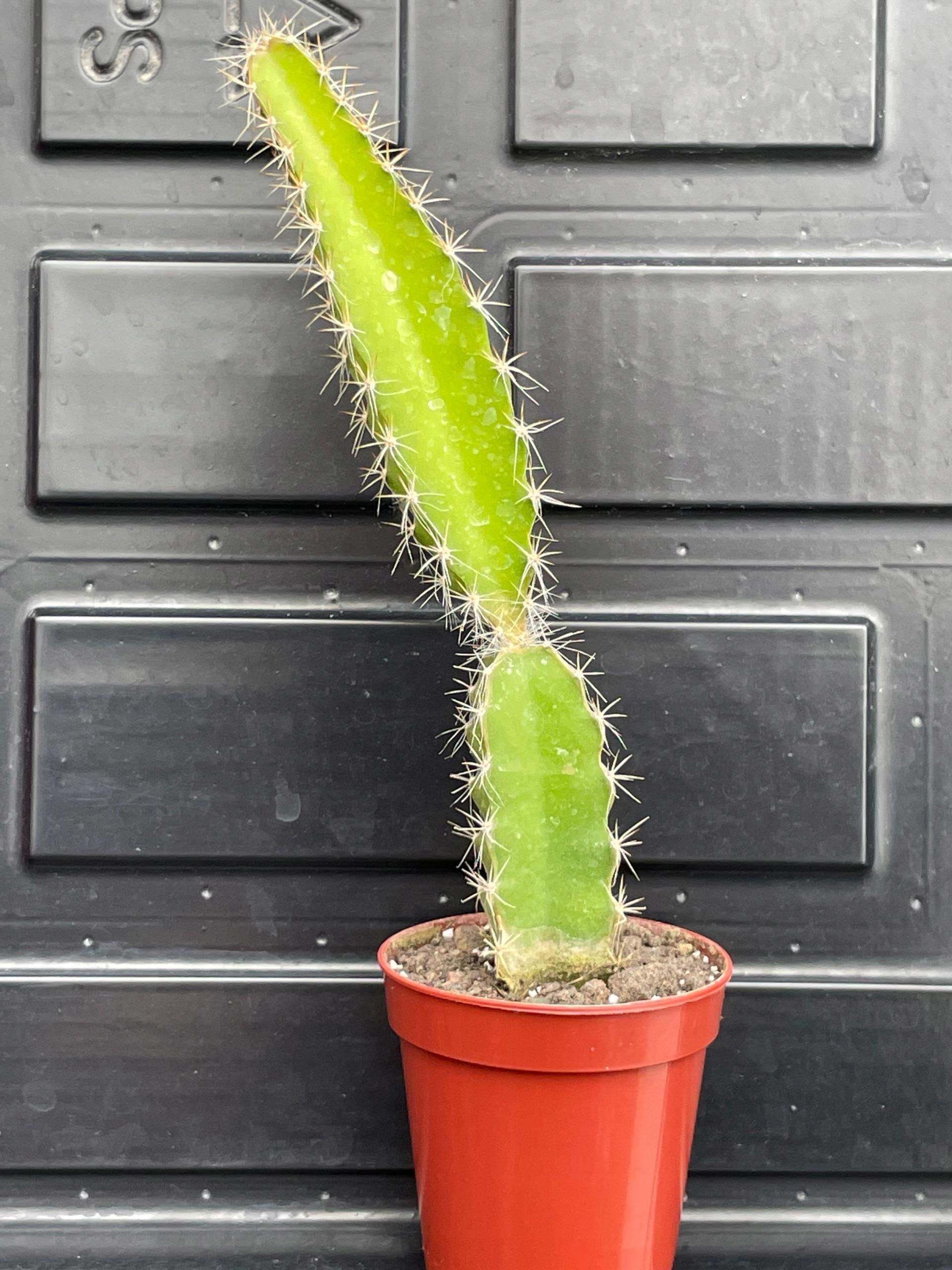 Hylocereus undatus - Ceny i opinie - Ceneo.pl