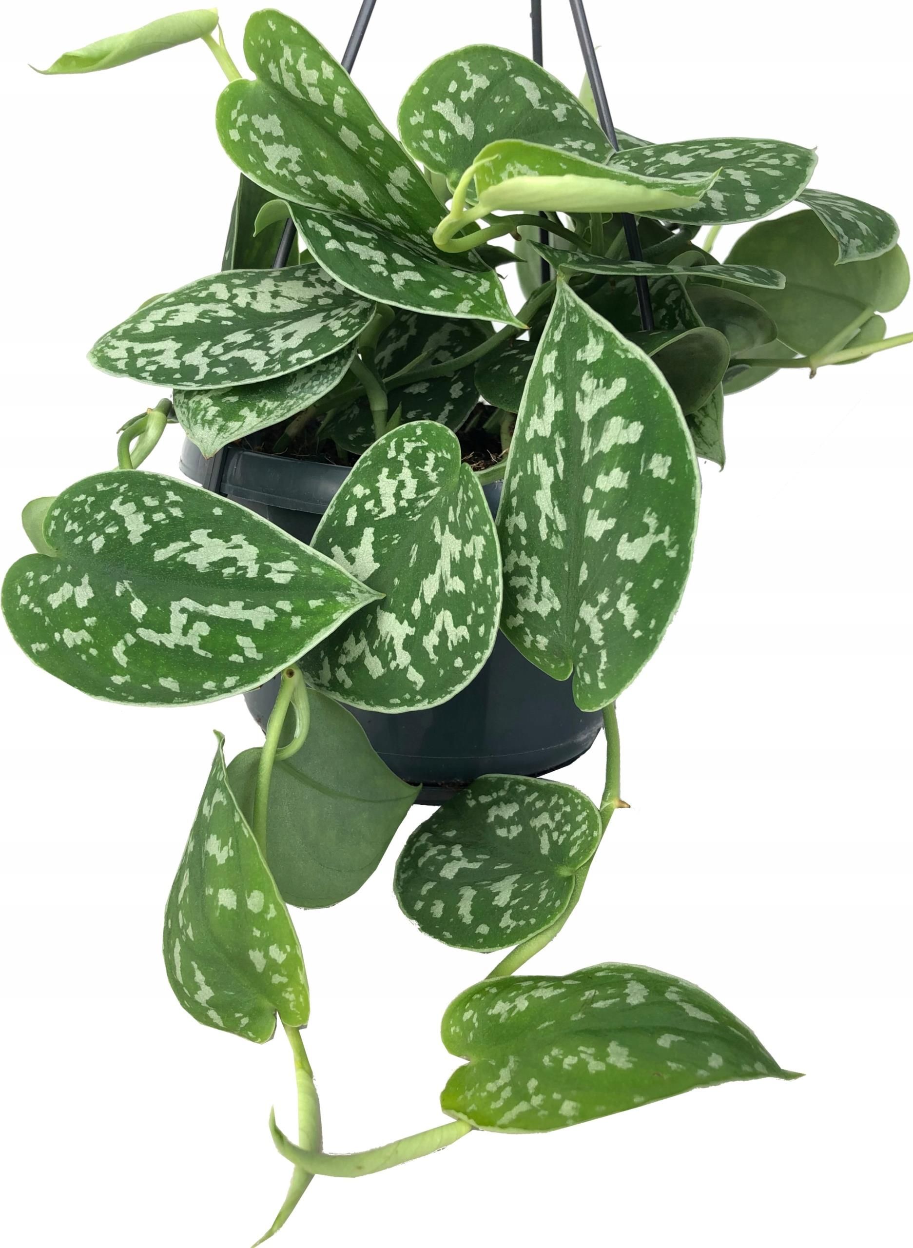 Scindapsus Pictus Argyraeus Urocze - Ceny i opinie - Ceneo.pl