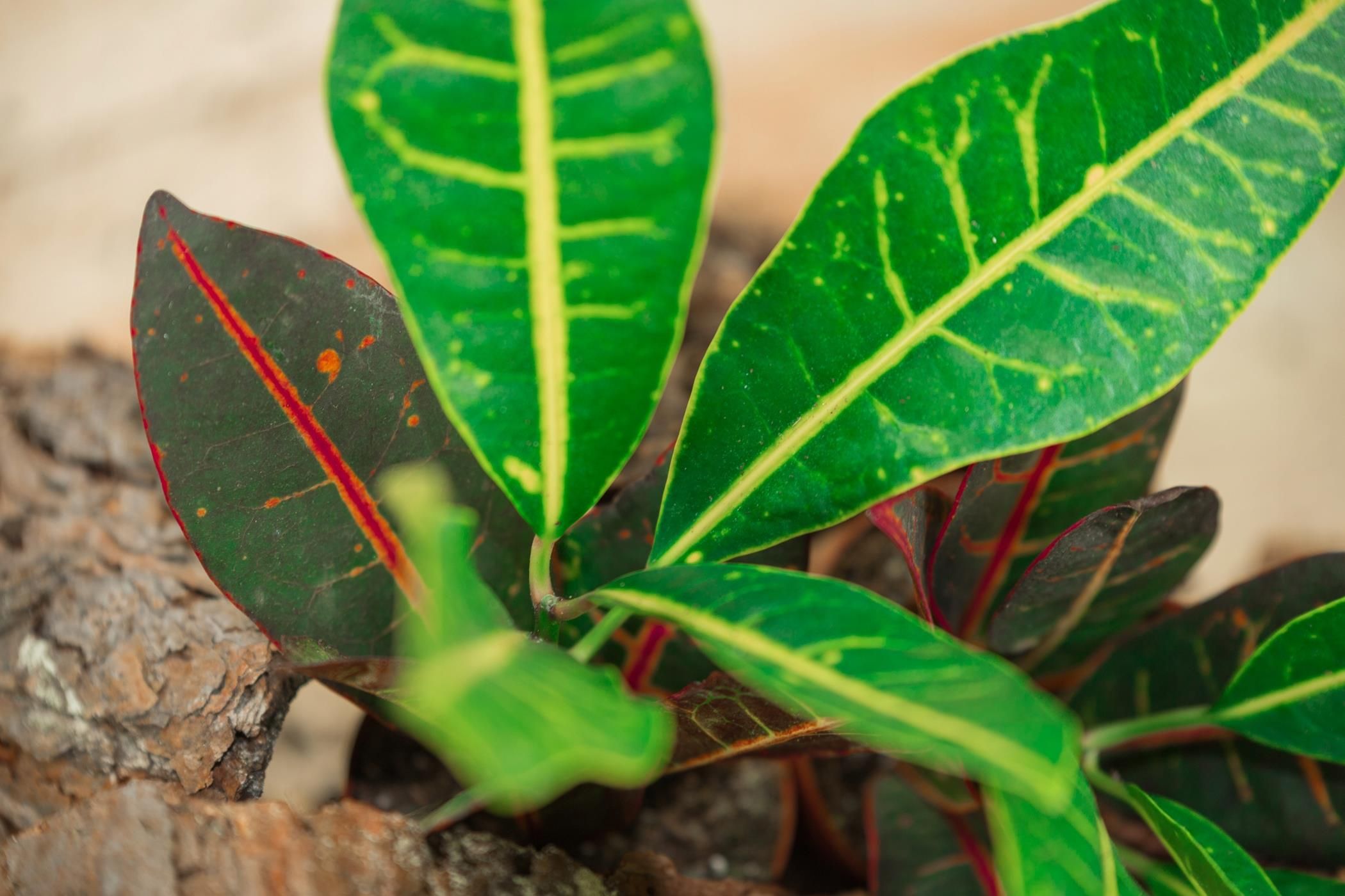 Codiaeum Variegatum Kroton Petra Jesieni - Ceny i opinie - Ceneo.pl