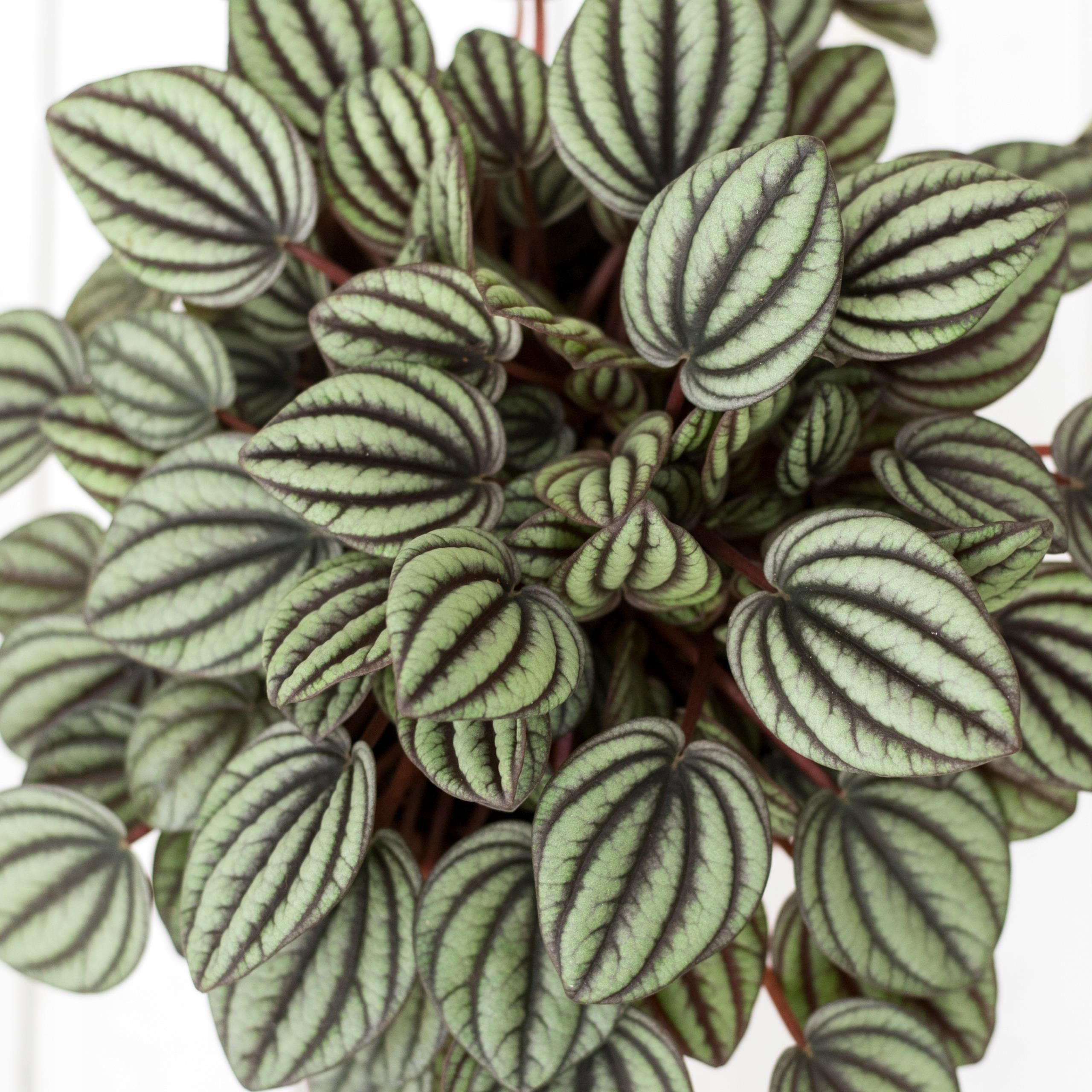 Peperomia Piccolo Banda - Ceny i opinie - Ceneo.pl