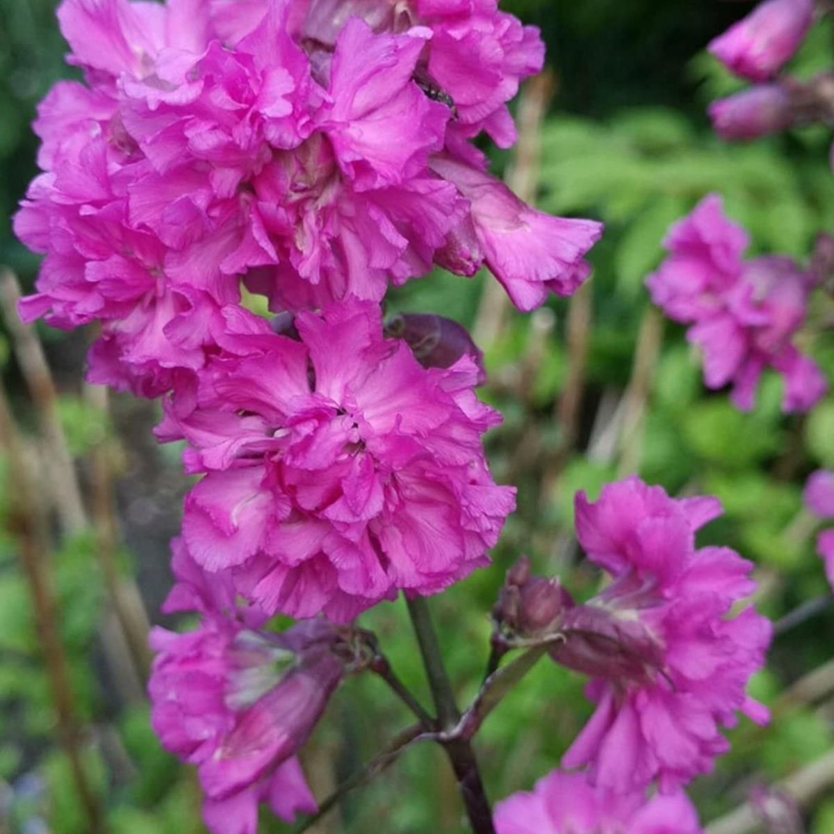 Firletka smółka - Ceny i opinie - Ceneo.pl