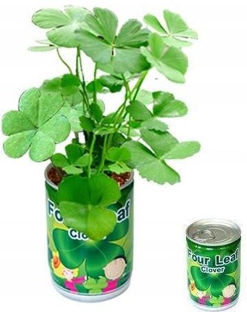 Czterolistna Koniczynka - Ceny i opinie - Ceneo.pl