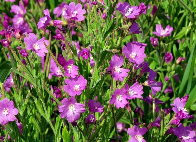 Raw Men's tea 4 zioła płodność prostata erekcja 50g - Opinie i ceny na ...