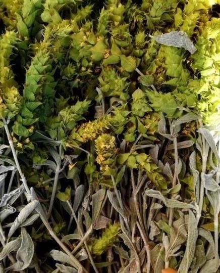 Greco Gojnik Grecki Sideritis Scardica Herbata 40G - Opinie i ceny na ...