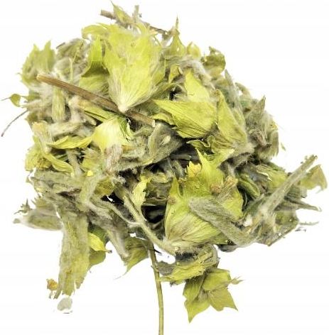 Agrest Sp. Z O.O Ziele Gojnika Gojnik Cięty 250 G Herbata Mursalska ...